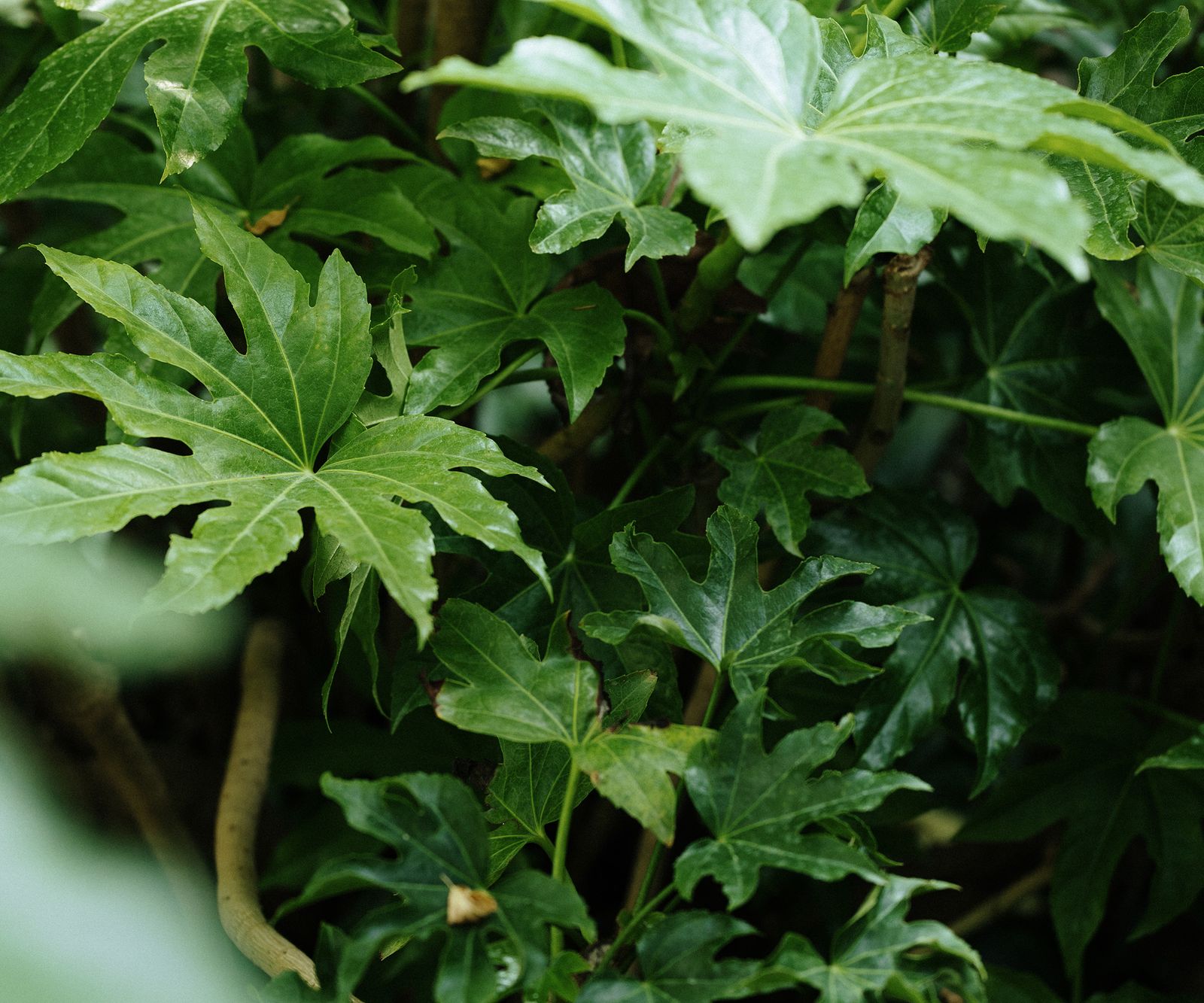 Best tropical plants: 15 top picks for a backyard paradise | Homes and ...