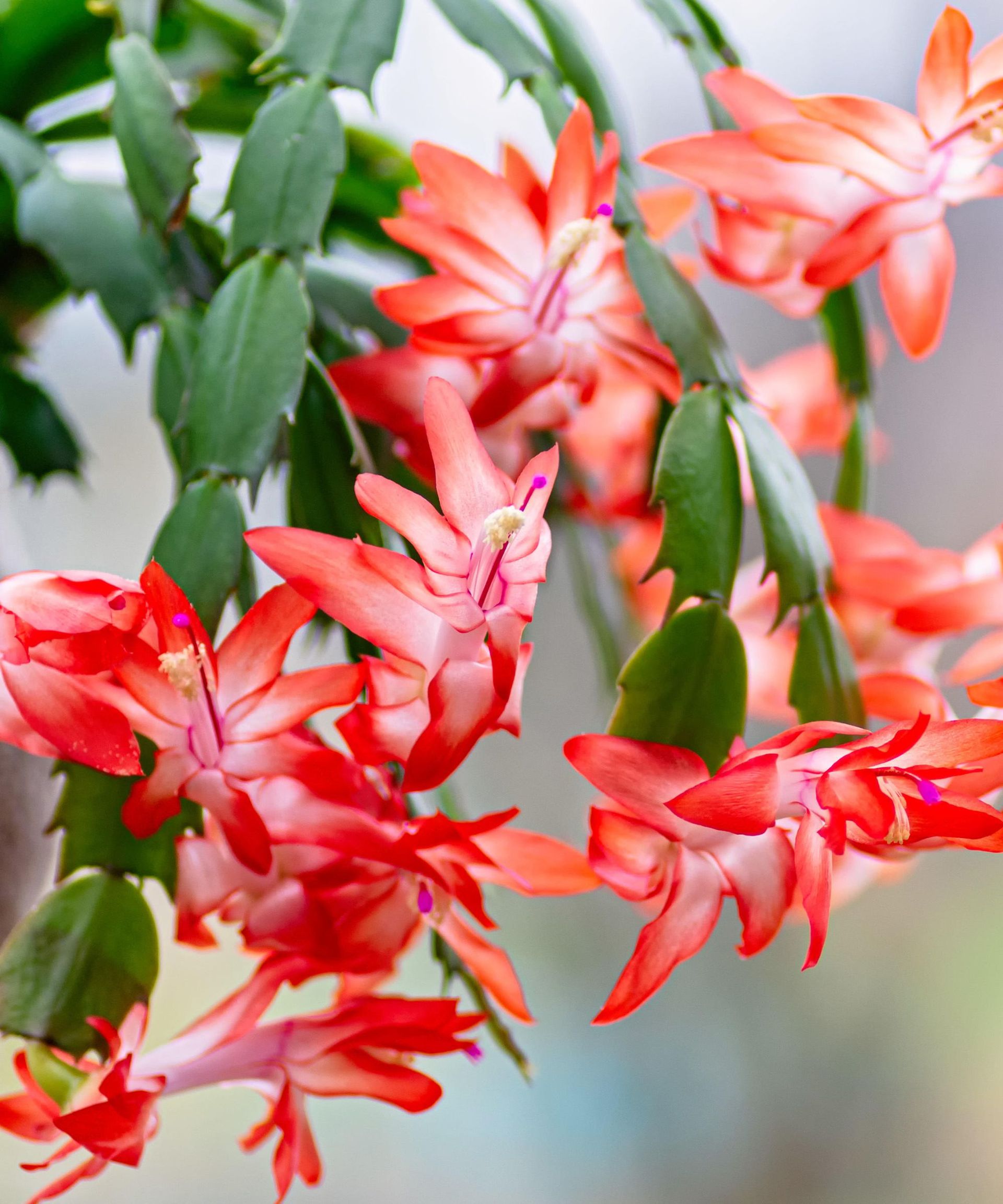 Why is my Christmas cactus not blooming? | Homes and Gardens