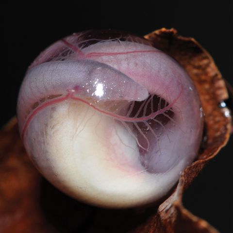 Slithery, Slimy: Images of Legless Amphibians | Live Science
