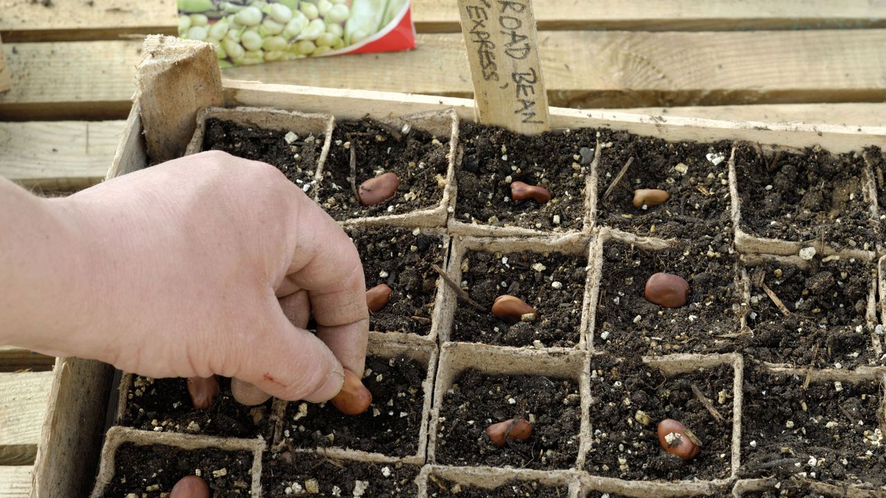 How to grow broad beans: add these low-maintenance crops to your veg ...