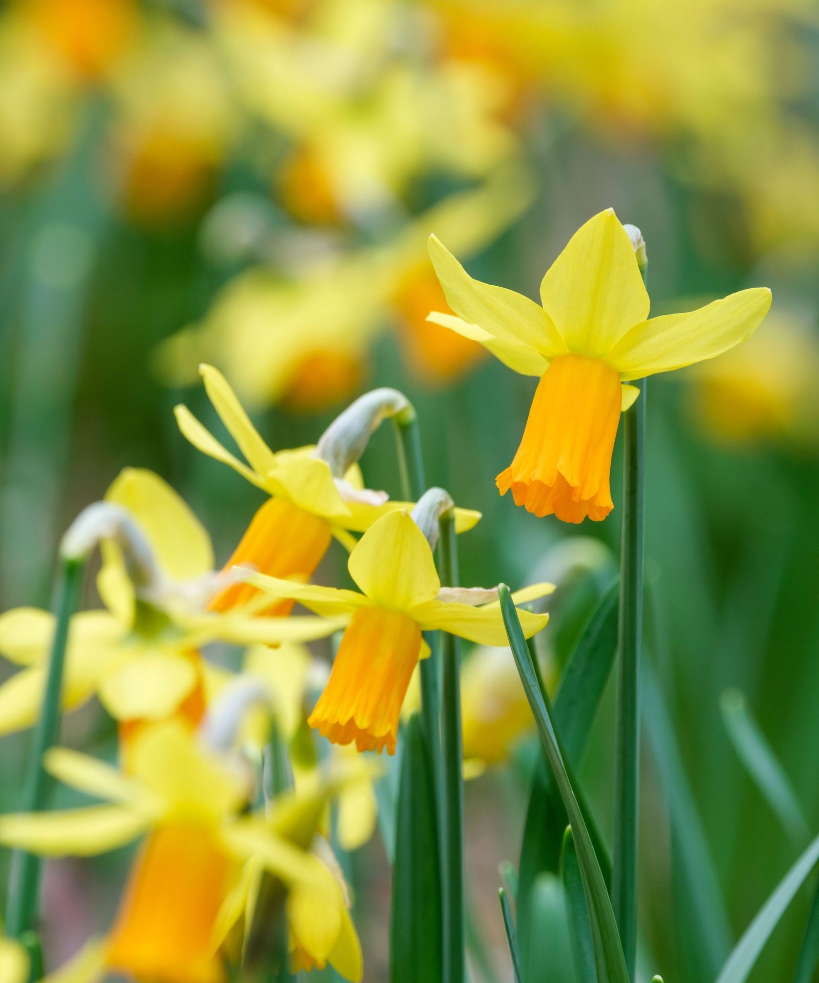 10 best varieties of narcissi bulbs to plant now | Homes and Gardens