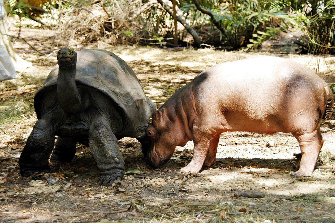 Awww! 12 Incredible Interspecies Moms in the Animal Kingdom | Live Science