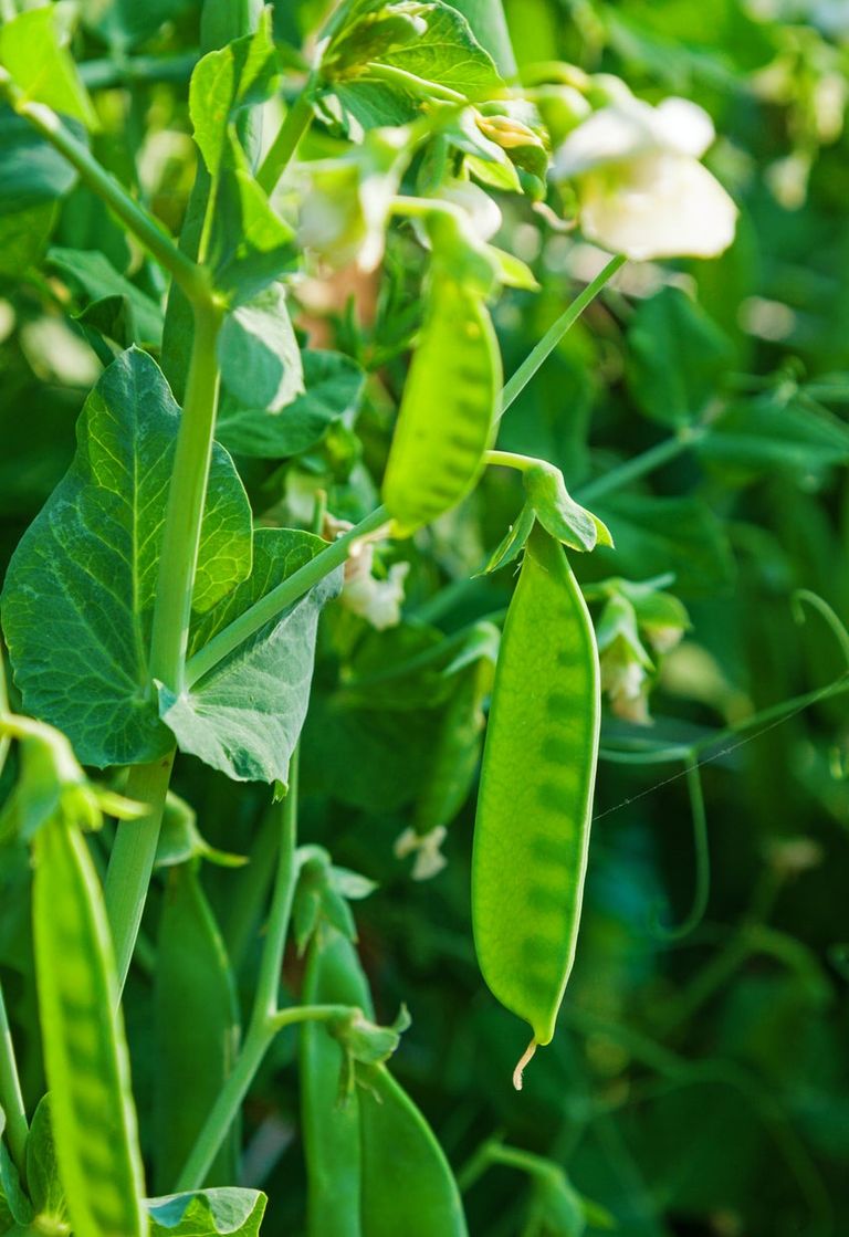 Sugar Daddy Pea Plant: Growing Sugar Daddy Peas In The Garden ...