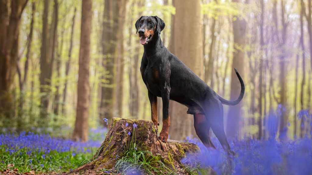 Albino dogs: 32 facts you didn’t know | PetsRadar