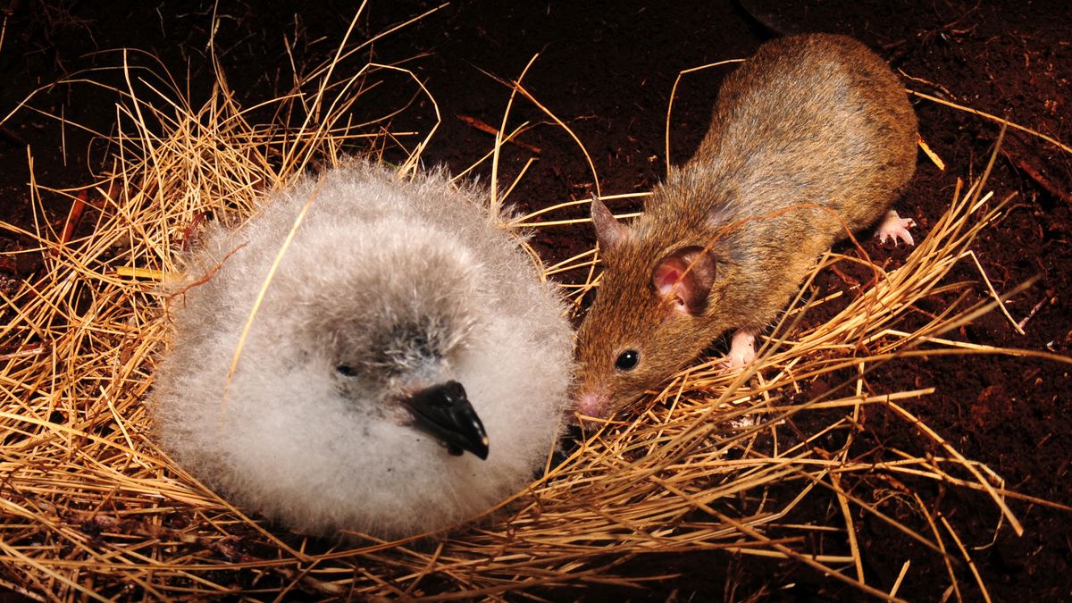 In Photos: Mice Brutally Attack and Devour Albatross on Gough Island ...