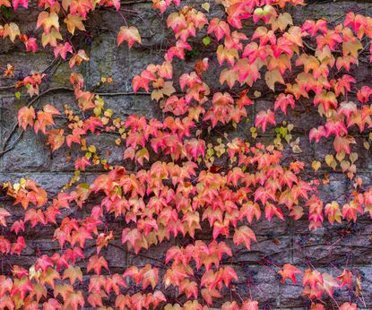 Easiest climbers to grow: 5 vines to cover bare walls | Homes and Gardens