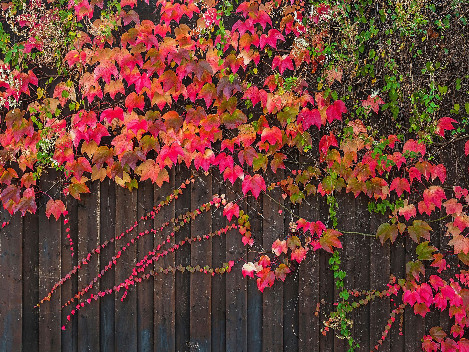 Plants to Cover a Fence — 10 Picks to Beautify Your Yard | Livingetc