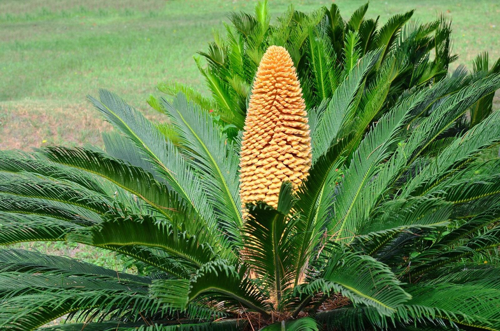 Sago Palm Flower Head - Tips For Cutting Off Sago Flowers | Gardening ...