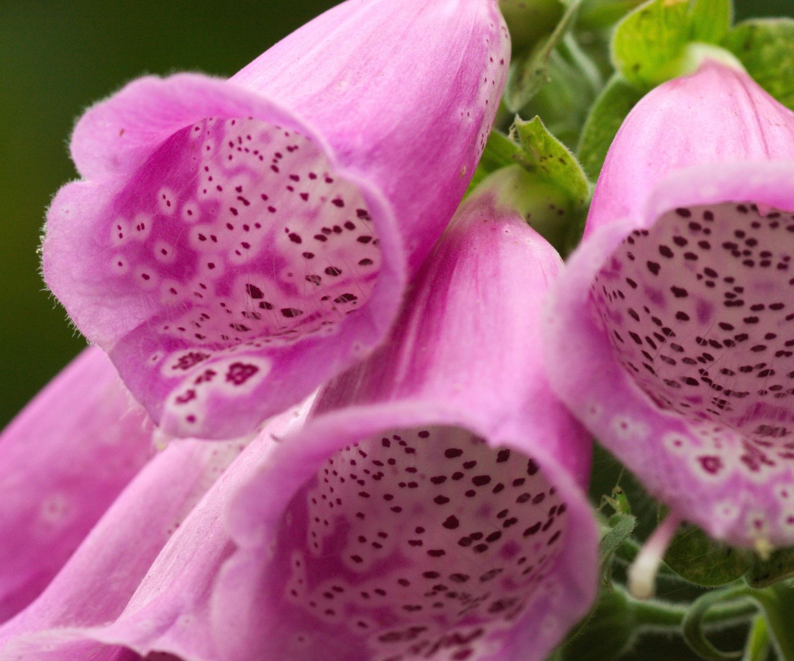 What to do with foxgloves after they finish flowering | Homes and Gardens