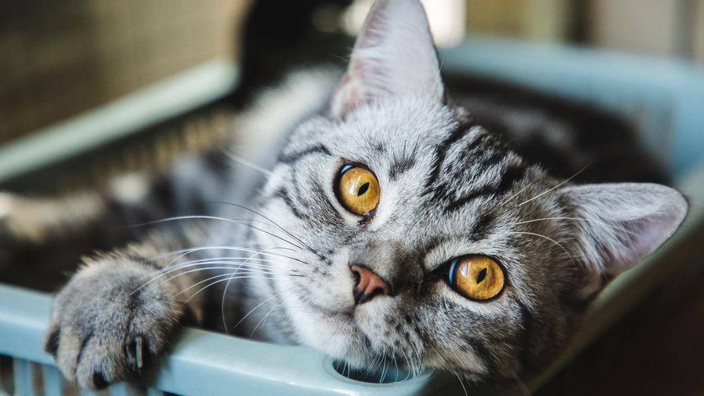 32 low energy cat breeds for owners who just want to chill | PetsRadar