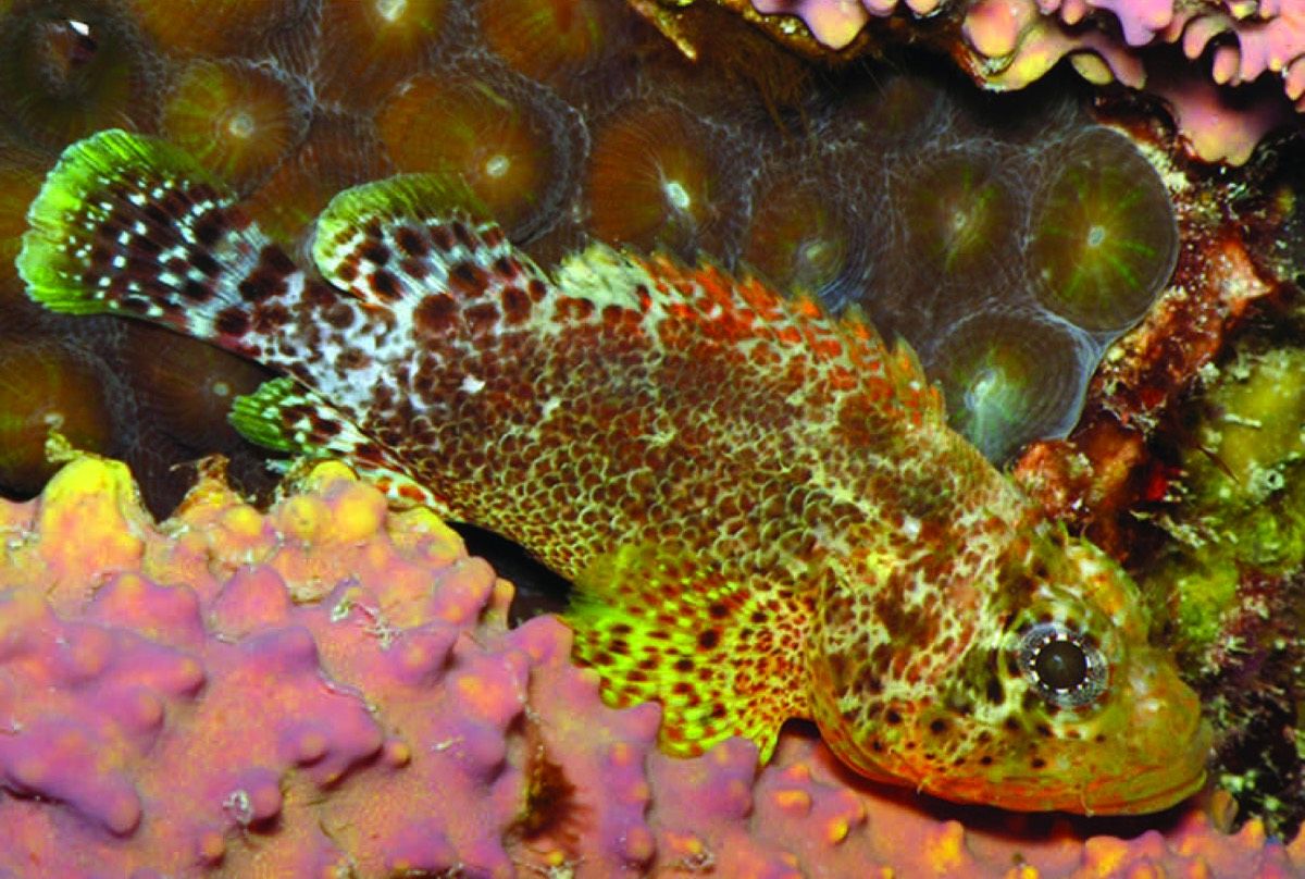 Photos: The freakiest-looking fish | Live Science