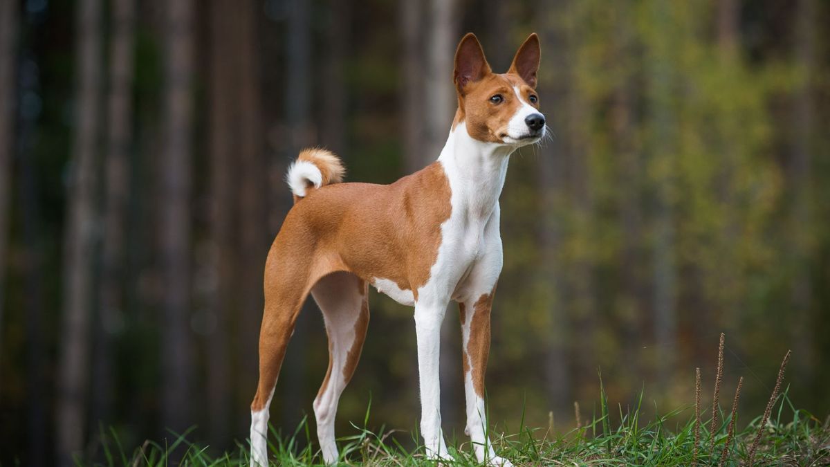6 African dog breeds and their backgrounds | PetsRadar