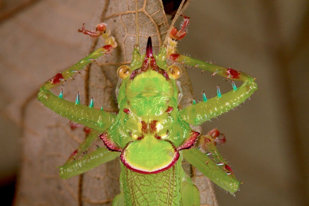 New Species Gallery: Expedition into Suriname's Jungles | Live Science