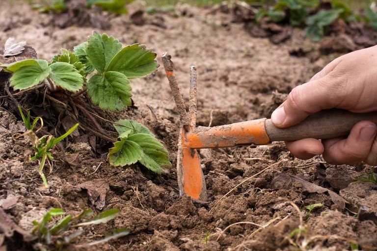 What Is A Hand Weeder - How Does A Hand Weeder Work And When To Use ...