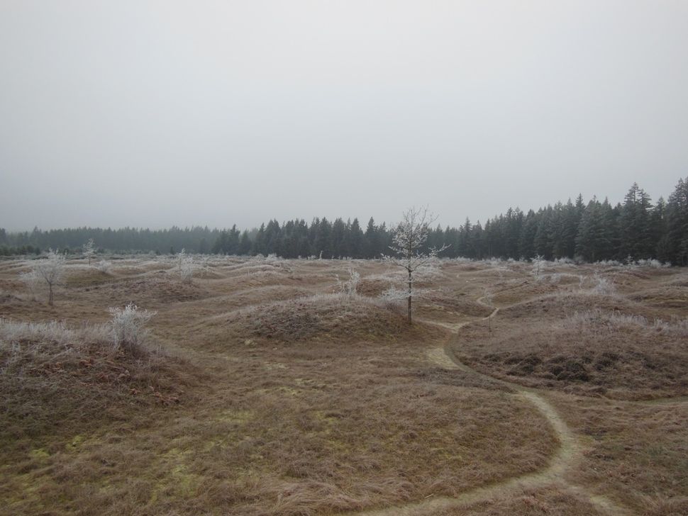 In Photos: Mima Mounds Around the World | Live Science