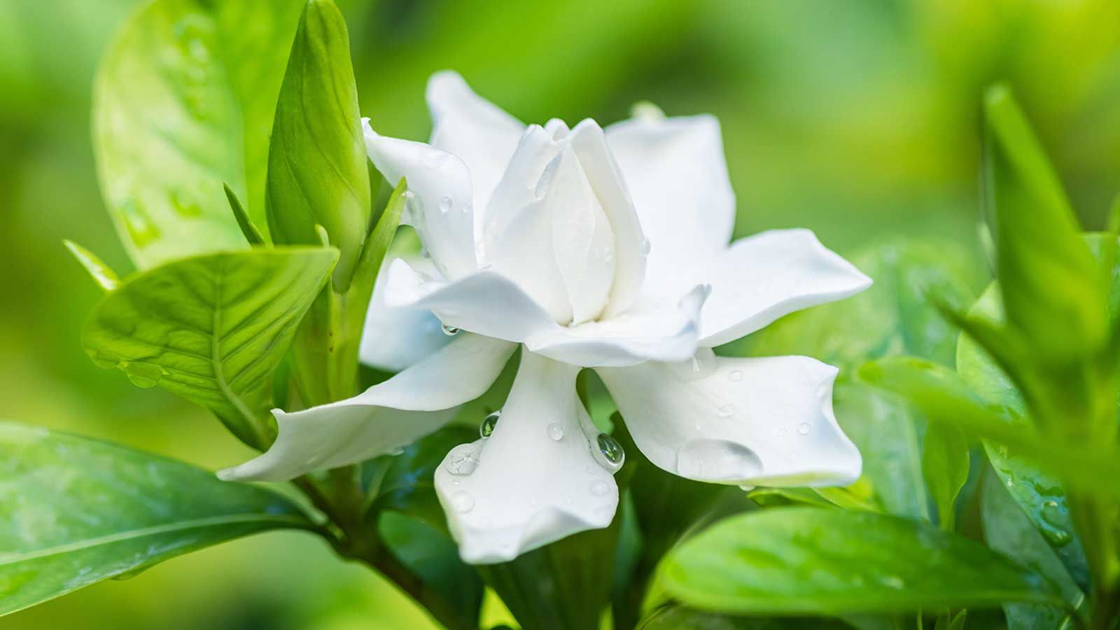 How to grow a healthy gardenia for intense summer fragrance | Homes and ...