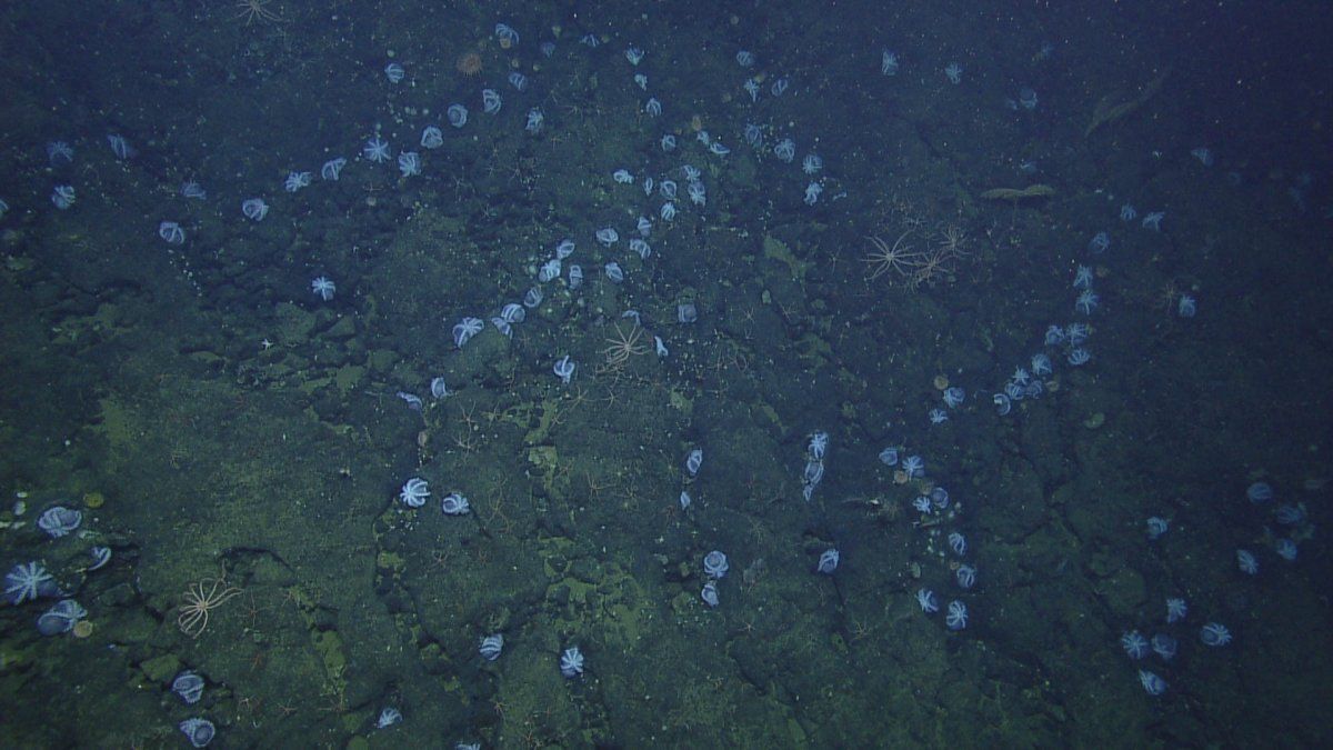 Photos: Deep-sea expedition discovers metropolis of octopuses | Live ...