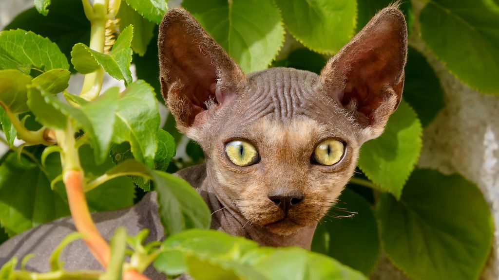 32 facts about Devon Rex cats | PetsRadar