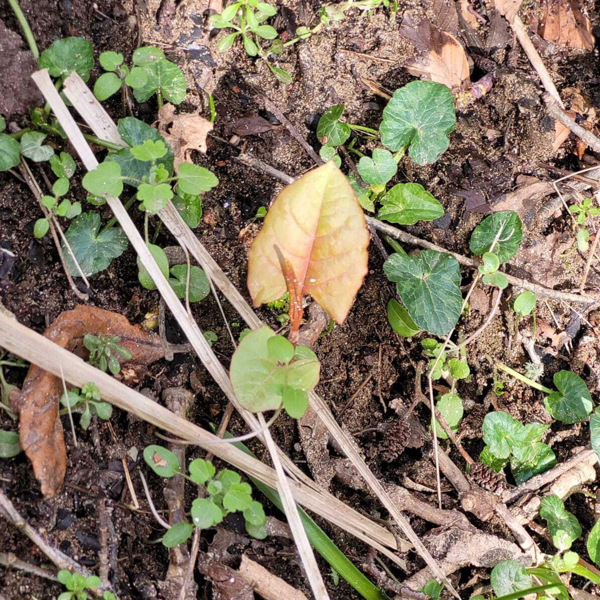 Japanese knotweed warning as first shoots spotted in Devon | Ideal Home