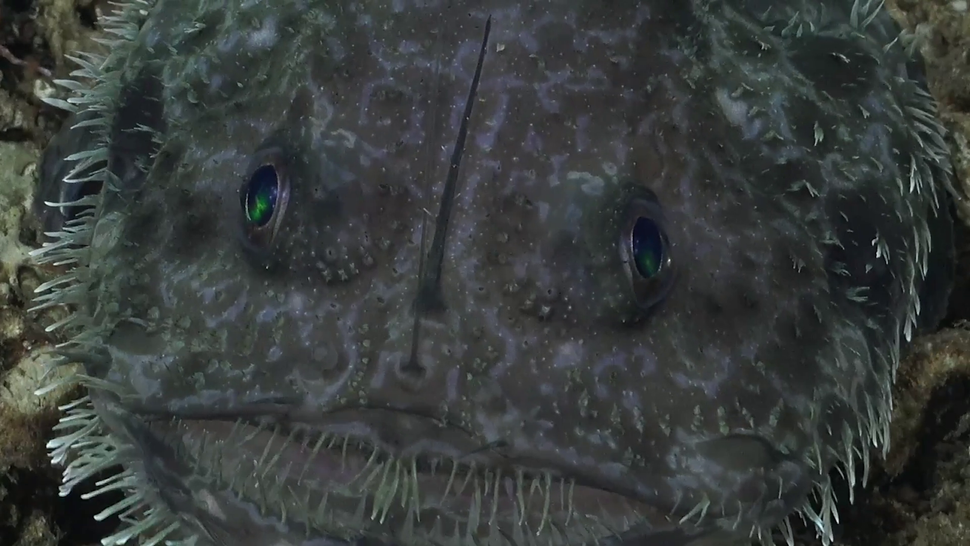 Watch this monstrous 'sea devil' goosefish walk along the bottom of the ...