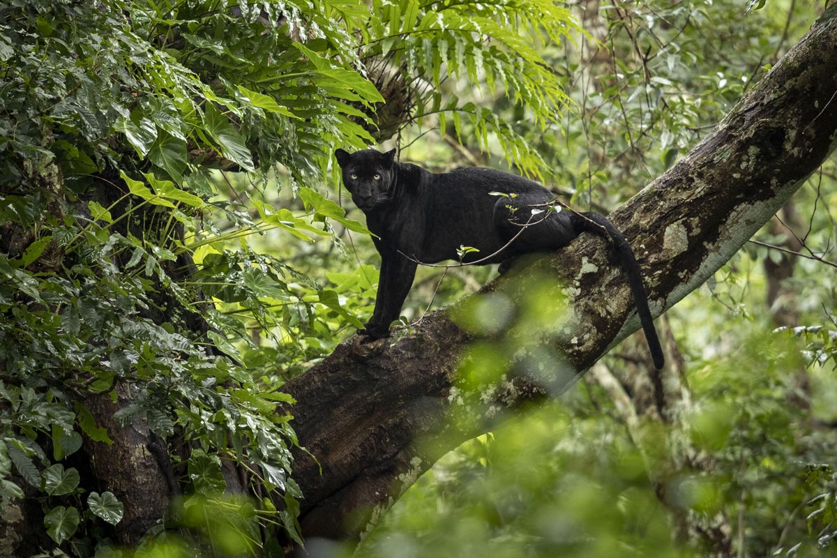 Remembering Leopards reveals results of conservation photo competition ...