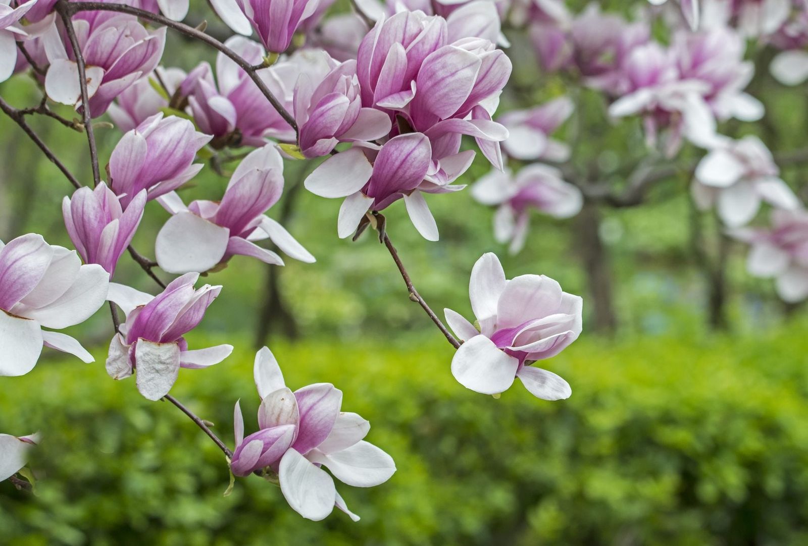 Saucer Magnolia Care: Tips On Planting A Saucer Magnolia Tree In The ...