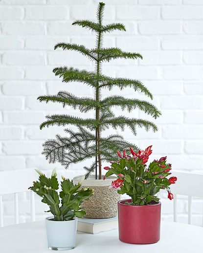 Dobbies' cactus Christmas tree prove shoppers are branching out this ...