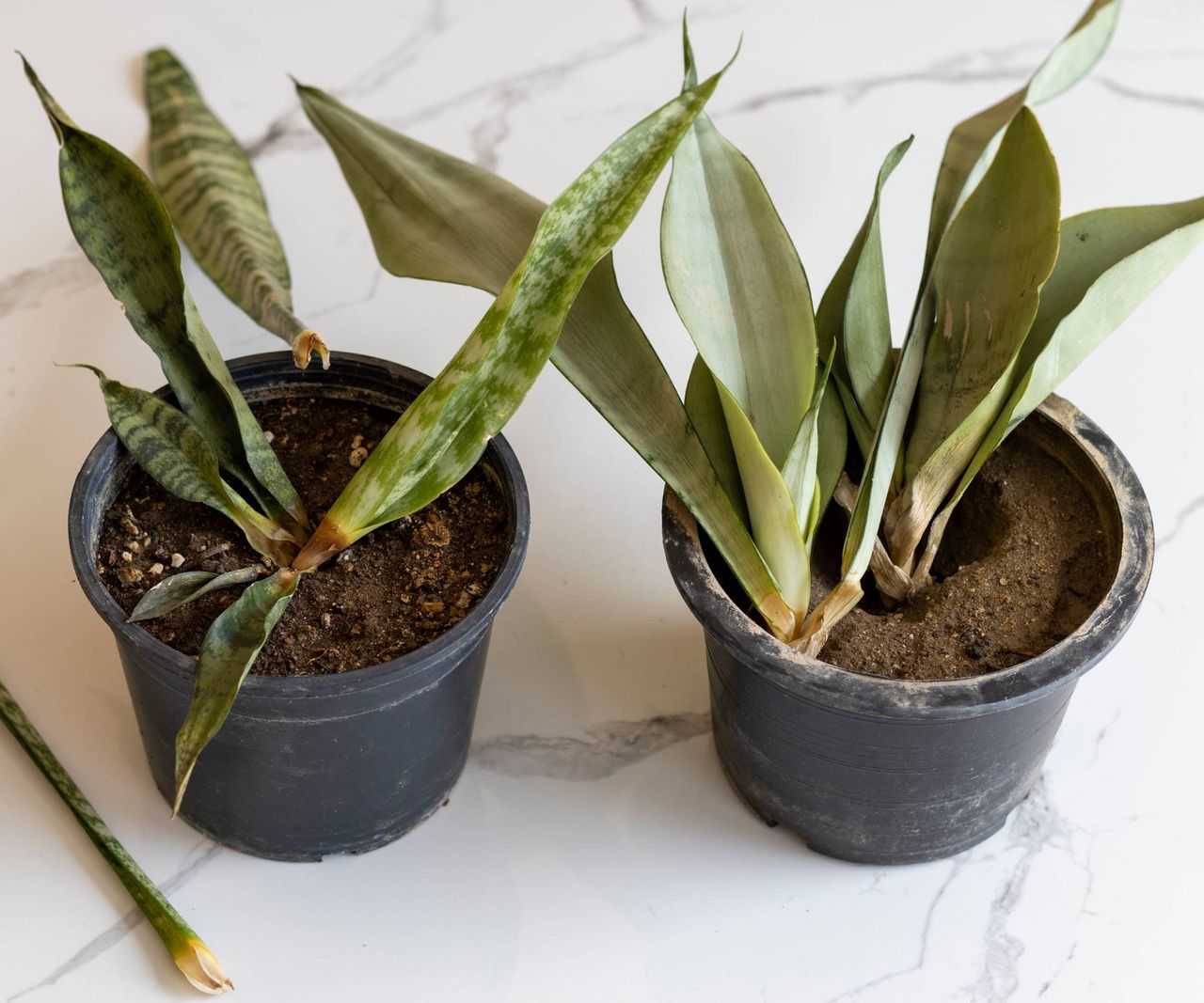 Signs Of An Overwatered Snake Plant – And How To Save It | Gardening ...