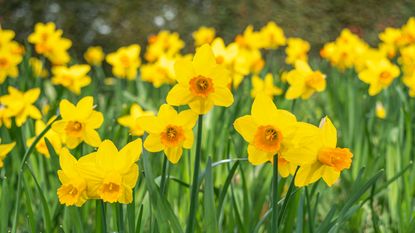 How & When To Divide Daffodils For More Sunny Spring Color | Gardening ...