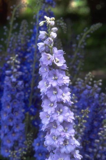 How to grow delphiniums: add these showstoppers to your plot | Gardeningetc