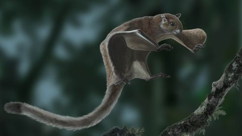 Fossilized Poop Reveals Ancient Hyena's Main Entrée | Live Science