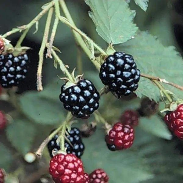 How to grow blackberries: expert tips for bumper crops | Homes and Gardens