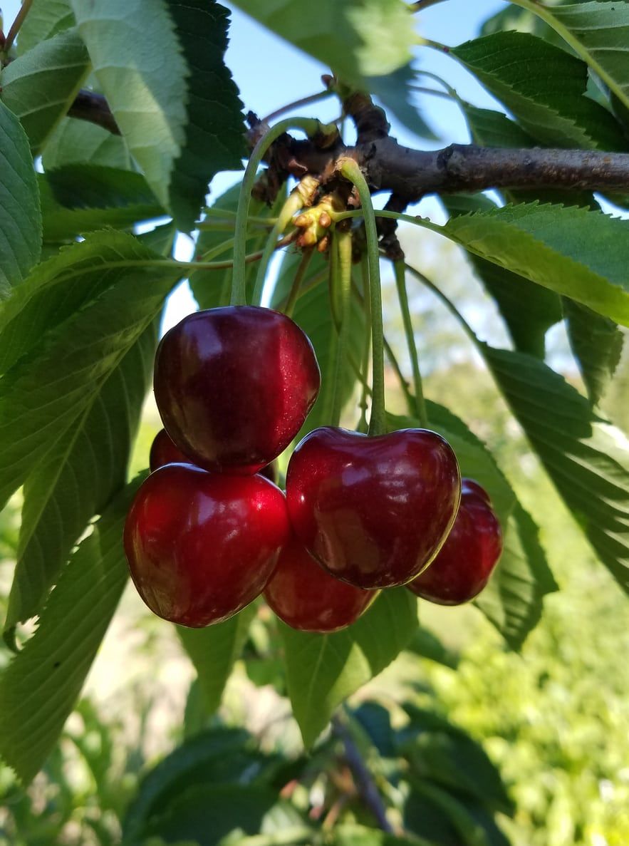 Romeo Cherry Fruit Trees – How To Grow Romeo Cherries | Gardening Know How
