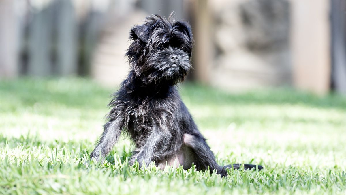 32 toy dog breeds | PetsRadar