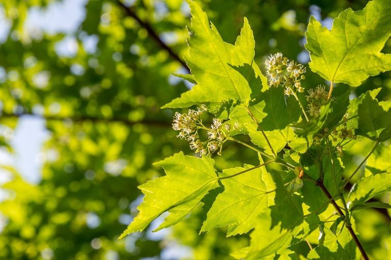 Tatarian Maple Facts: Tips For Growing A Tataricum Maple Tree ...
