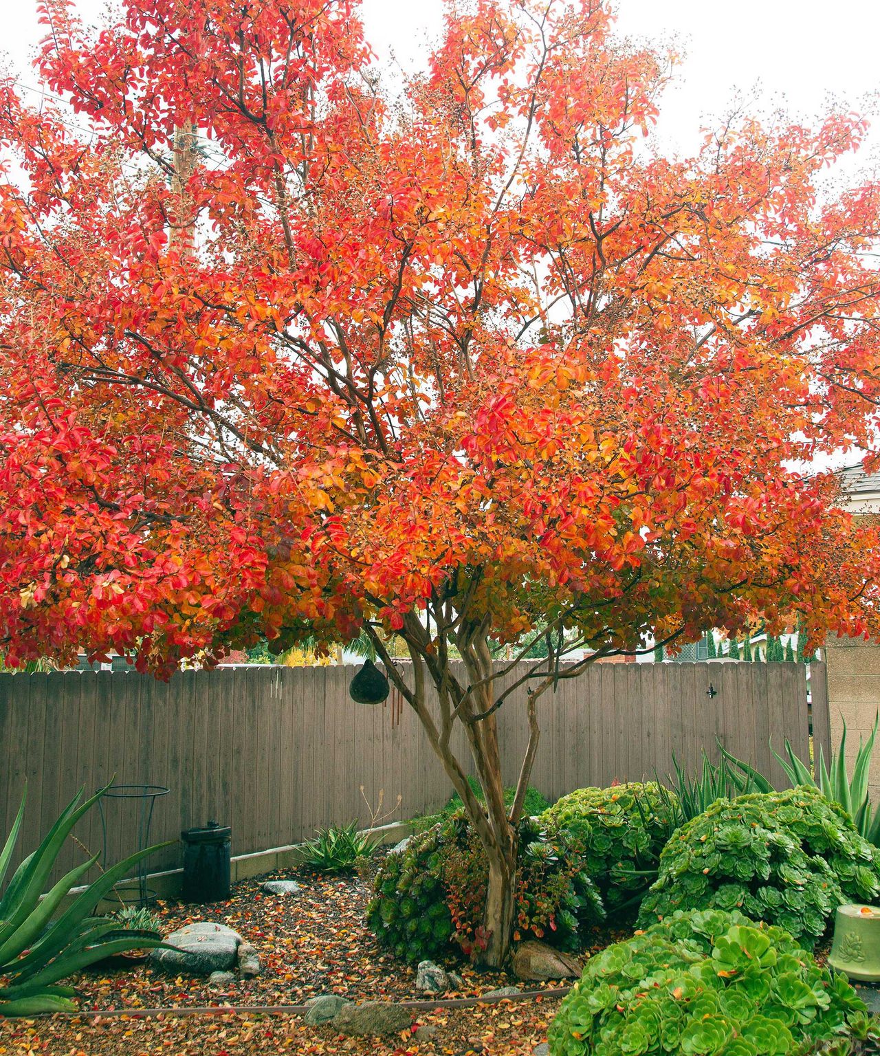 Crepe myrtle care and growing guide: tips for these trees | Homes and ...