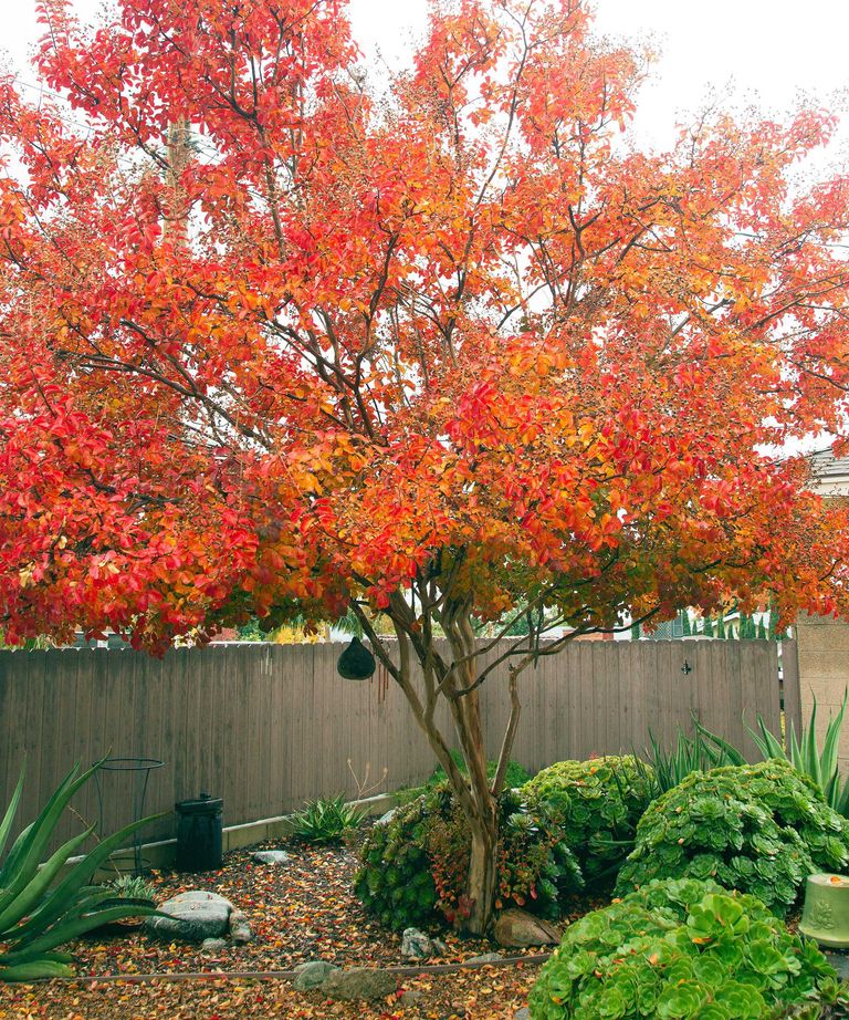Crepe myrtle care and growing guide: tips for these trees | Homes and ...