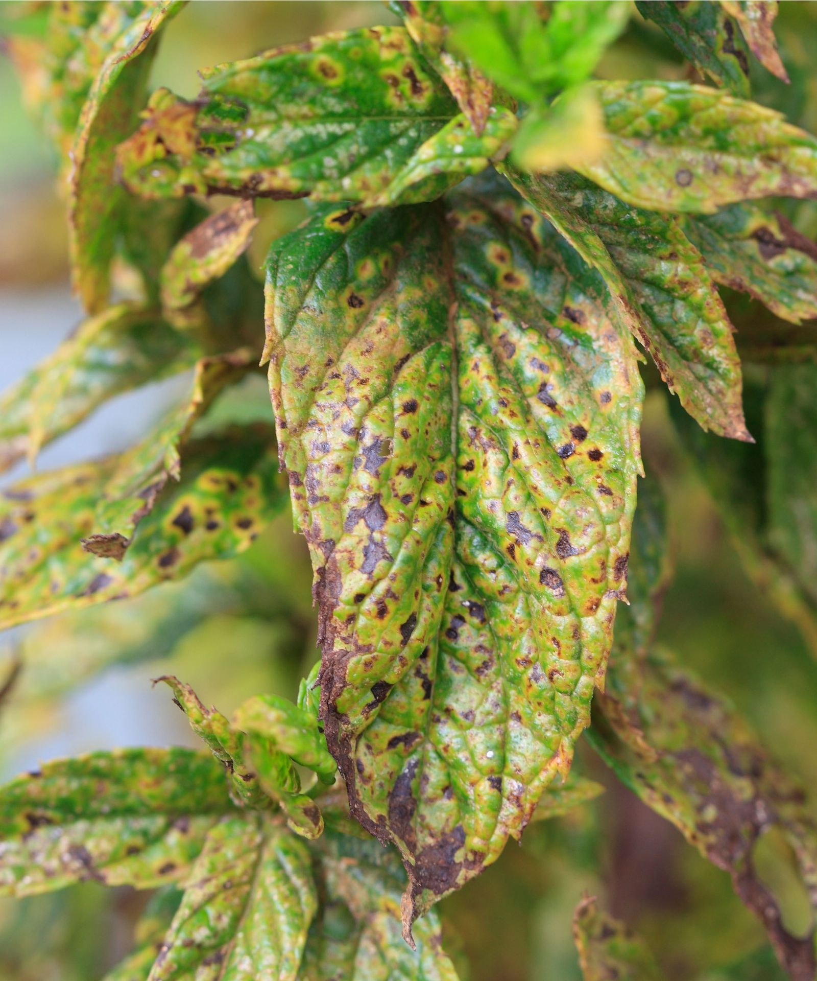 Why is my mint turning brown? Possible causes and solutions | Homes and ...