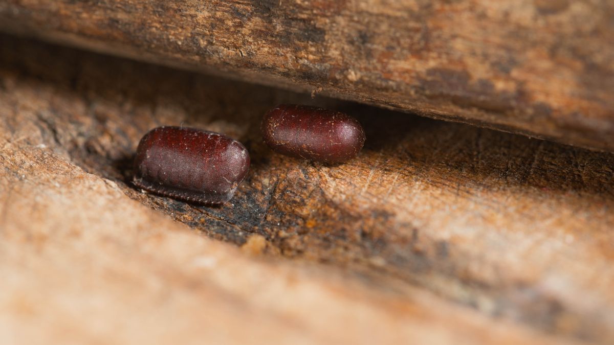 7 telltale signs of roaches in your home | Tom's Guide