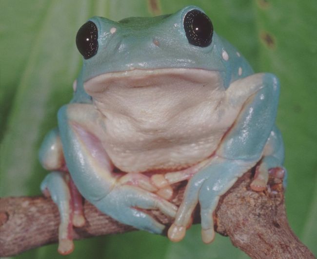 Pictures: Cute and Colorful Frog Images | Amphibians | Live Science