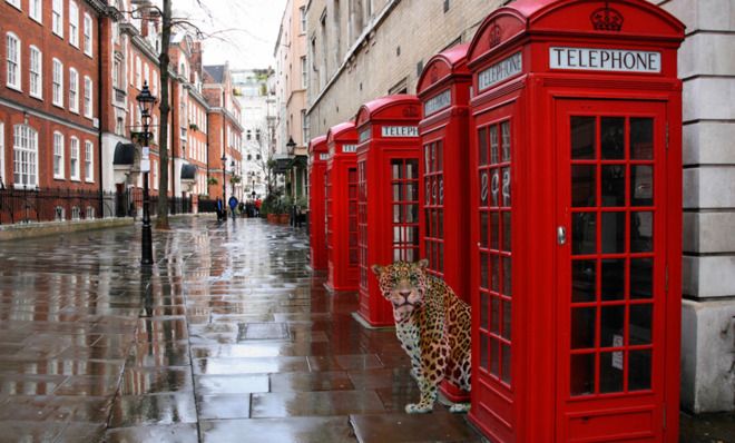 The mystery of Britain's alien big cats | The Week