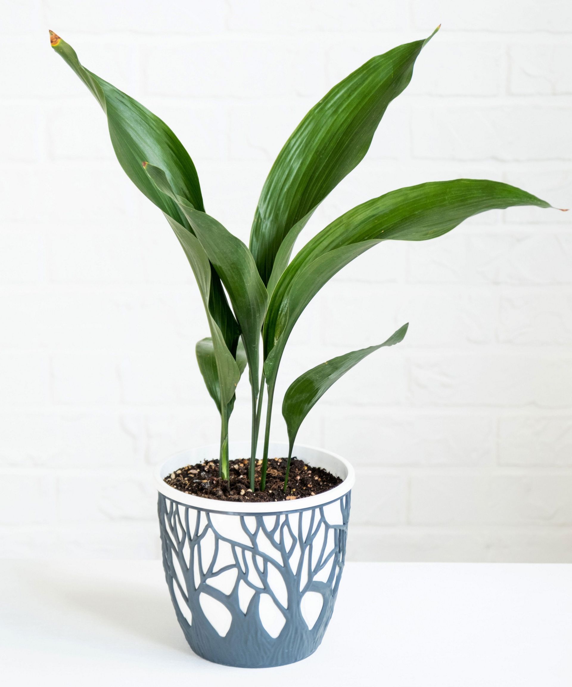 Best cold-tolerant houseplants: 6 plants for chilly spots | Homes and ...