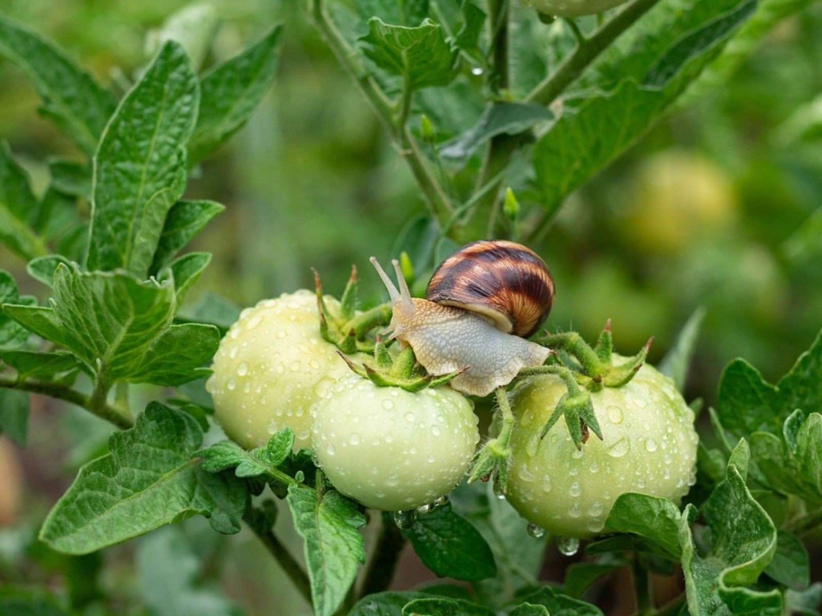 Tomato Insect Damage - What Are Common Insect Pests Of Tomato ...