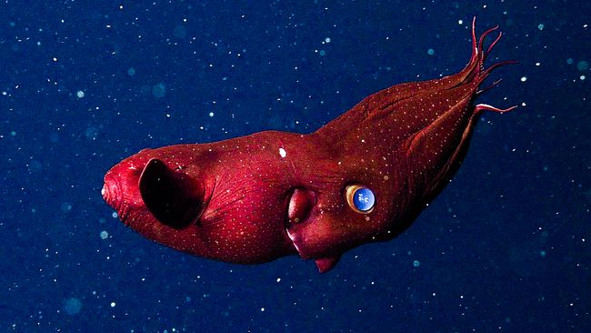 Vampire squid fossil 'lost' during the Hungarian Revolution rediscovered | Live Science