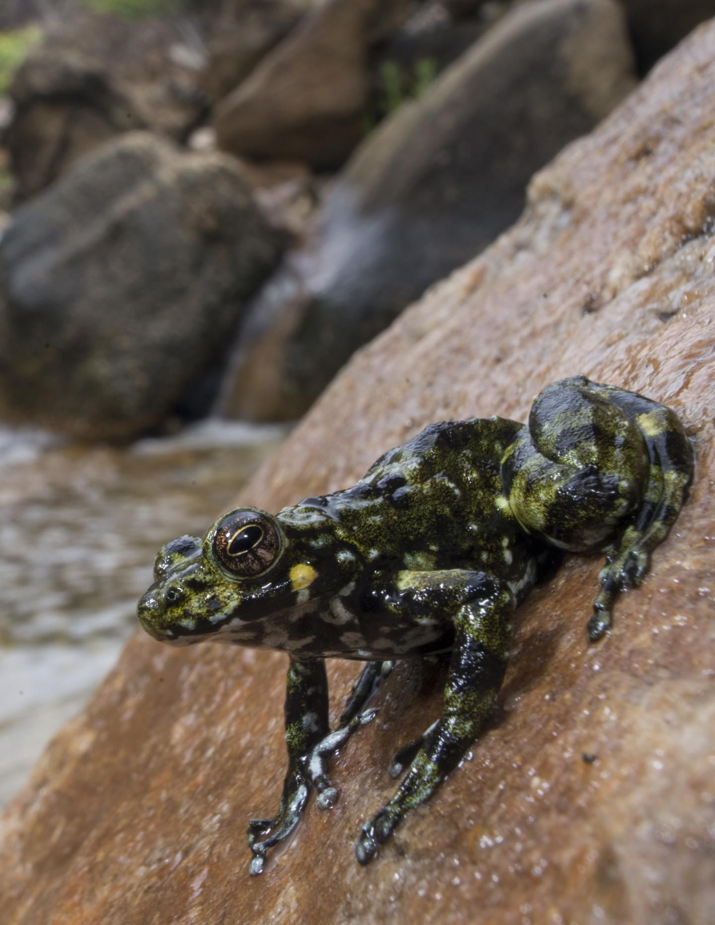 Dinosaur Extinction Allowed Frogs to Conquer the Planet | Live Science