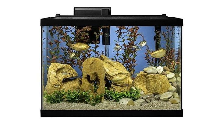 Choose the best fish tank for happy, healthy, aquatic pets | PetsRadar