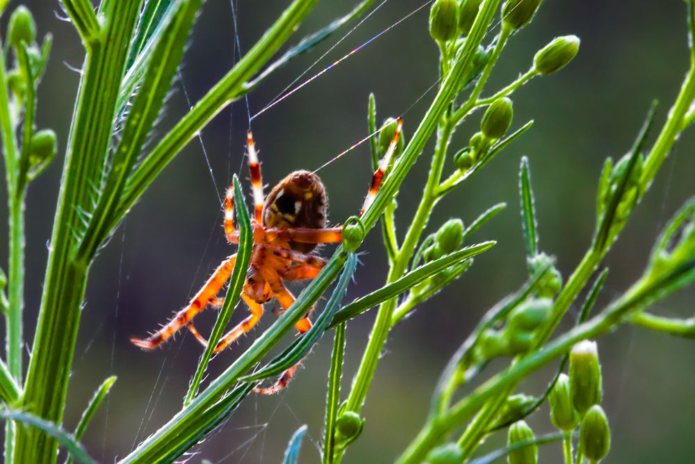 Arachtober in Action: Amazing Photos of Spiders from Around the World ...