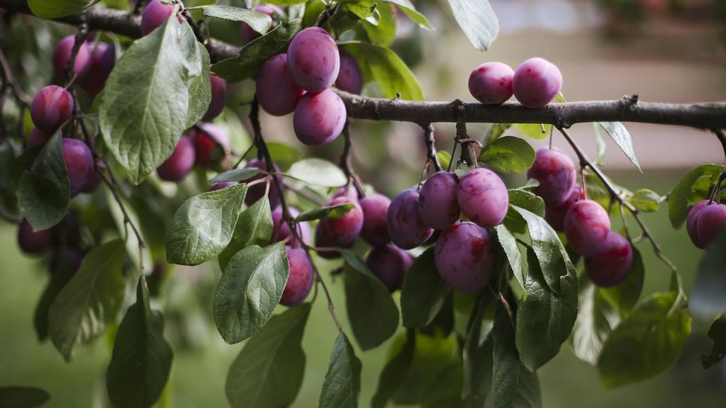 How to get a plum tree to fruit: tips to improve harvests | Homes and ...