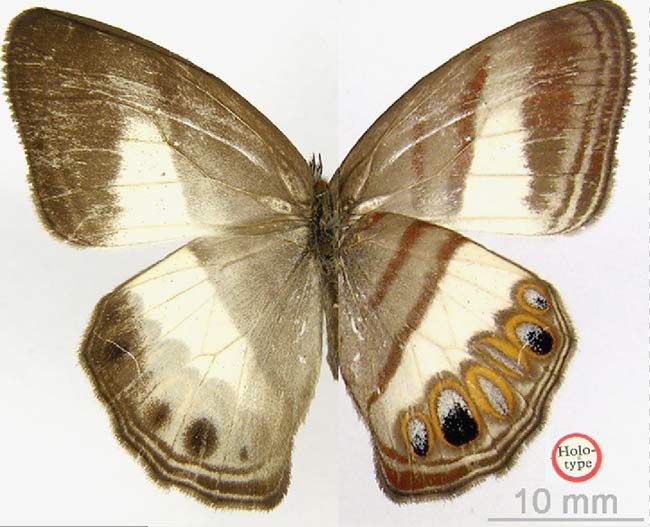 Butterfly Gallery: Beautiful Wings Take Flight | Live Science