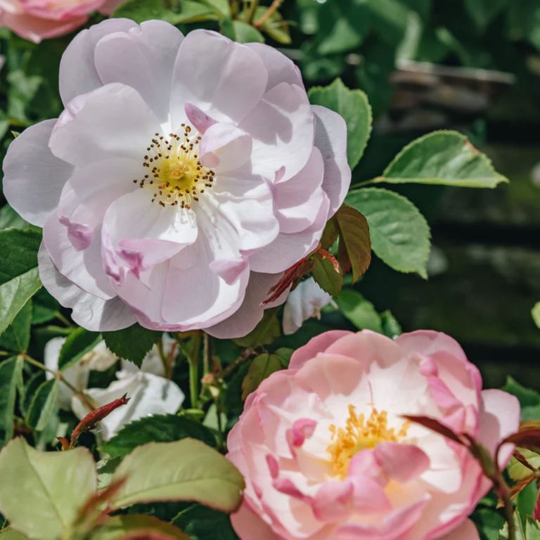 5 best roses for a small garden, according to experts | Ideal Home
